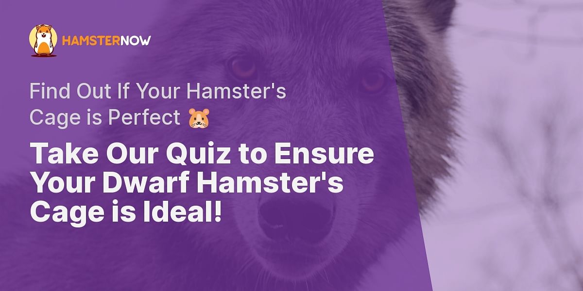 Is Your Dwarf Hamsters Cage The Right Size Take The Quiz